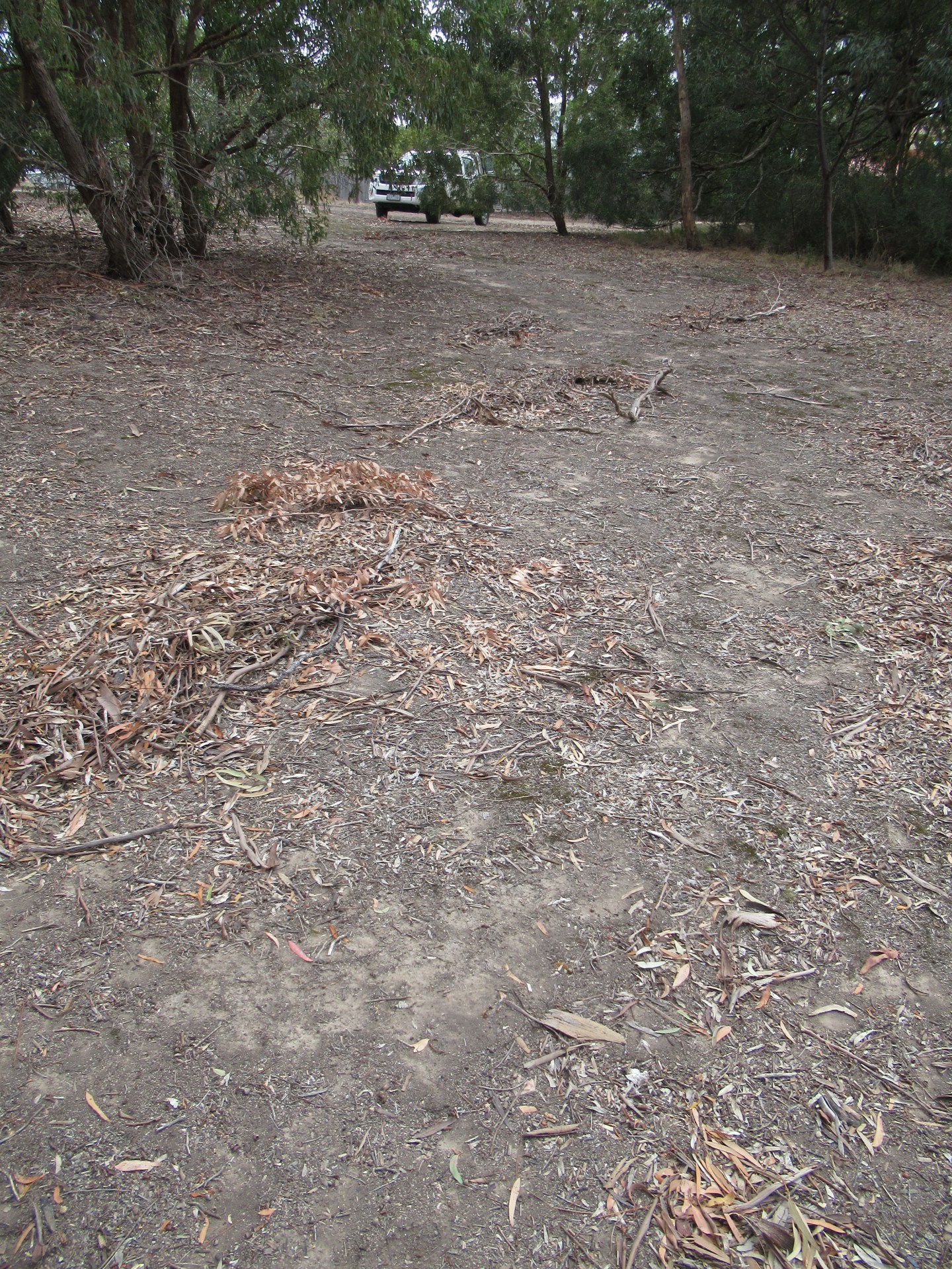 Wurundjeri Earth Rings – Historical Ragbag