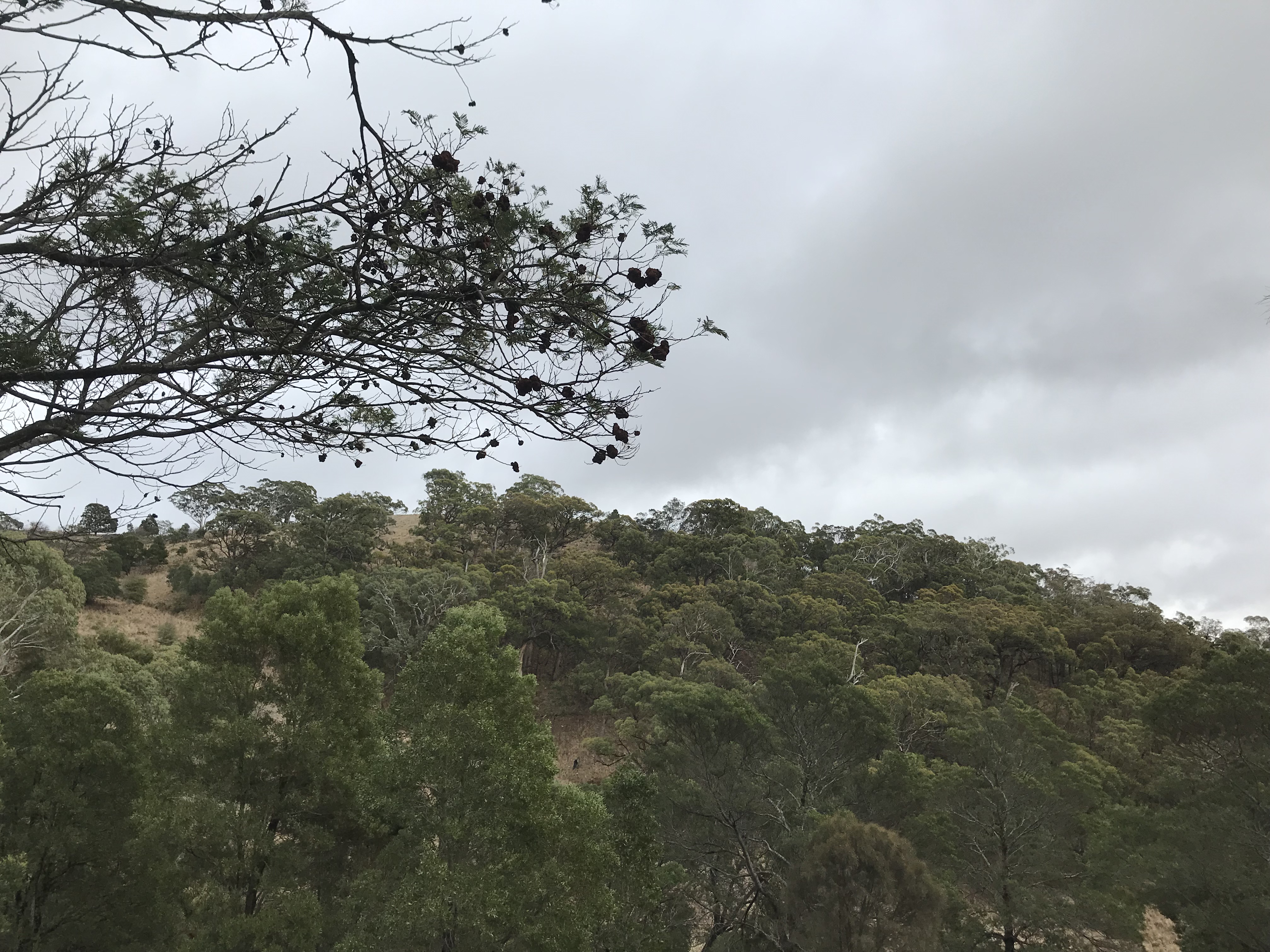 Wil-im-ee Moor-ring Indigenous Stone Quarry – Historical Ragbag