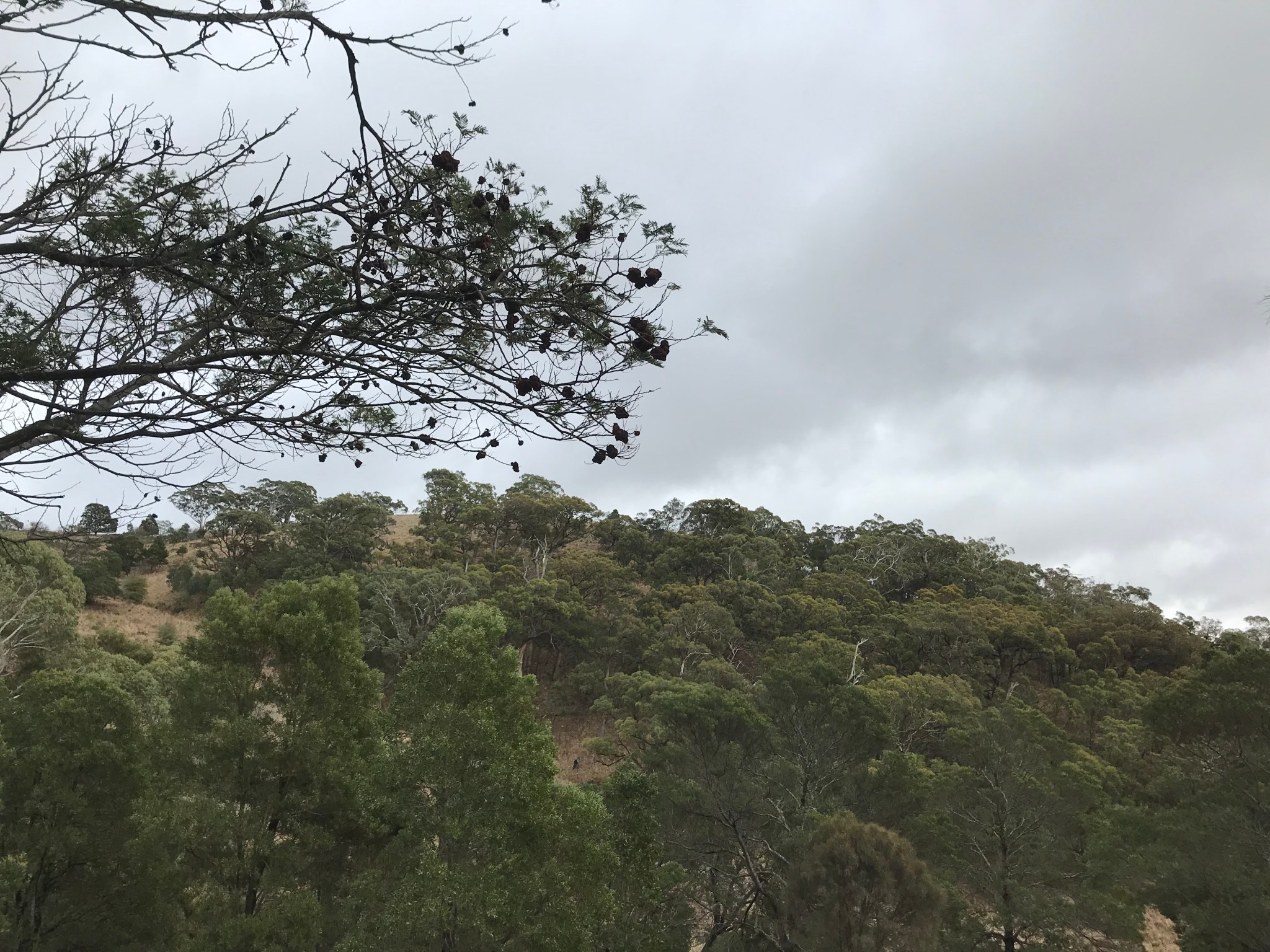 Wil-im-ee Moor-ring Indigenous Stone Quarry – Historical Ragbag