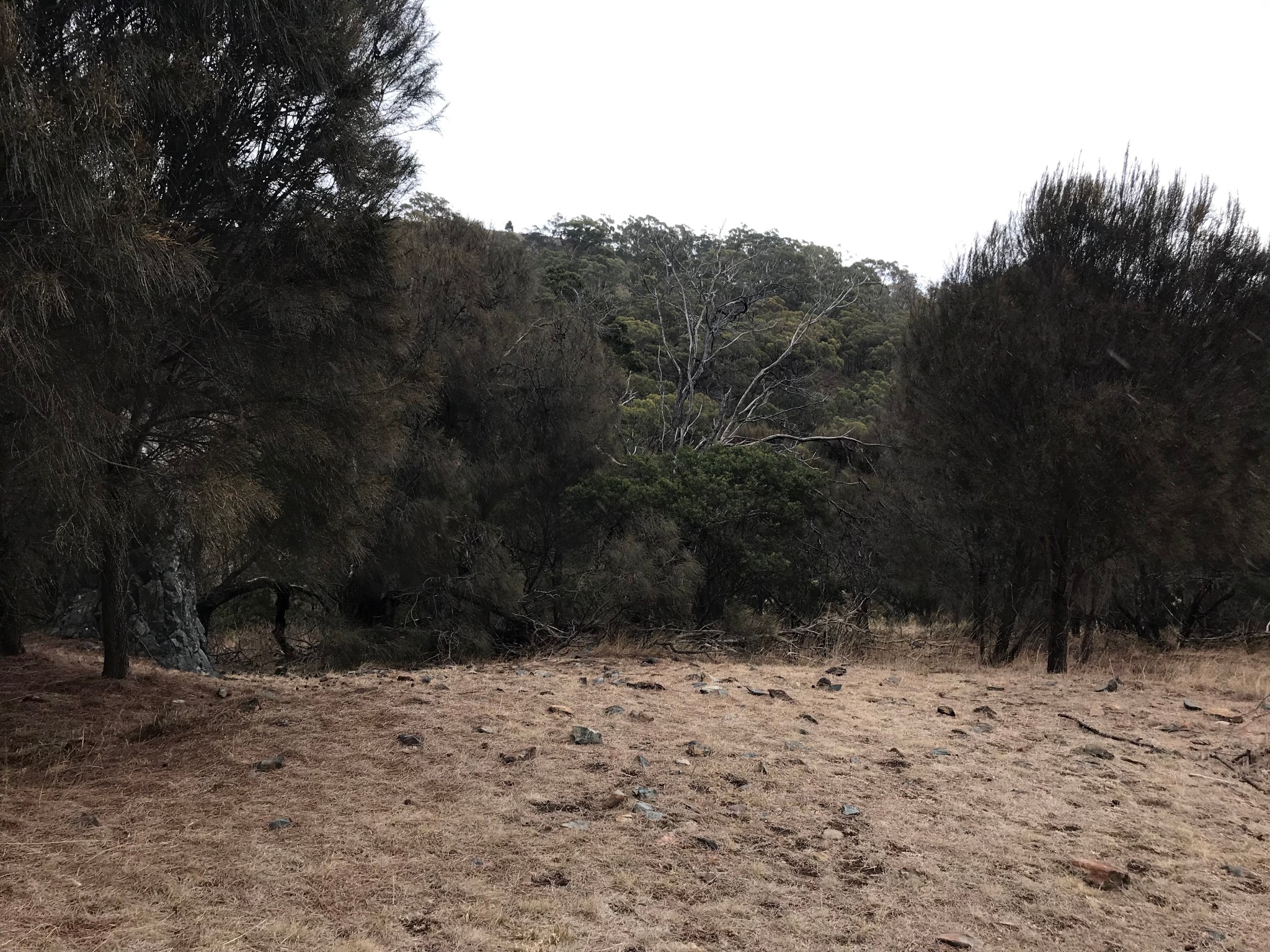 Wil-im-ee Moor-ring Indigenous Stone Quarry – Historical Ragbag