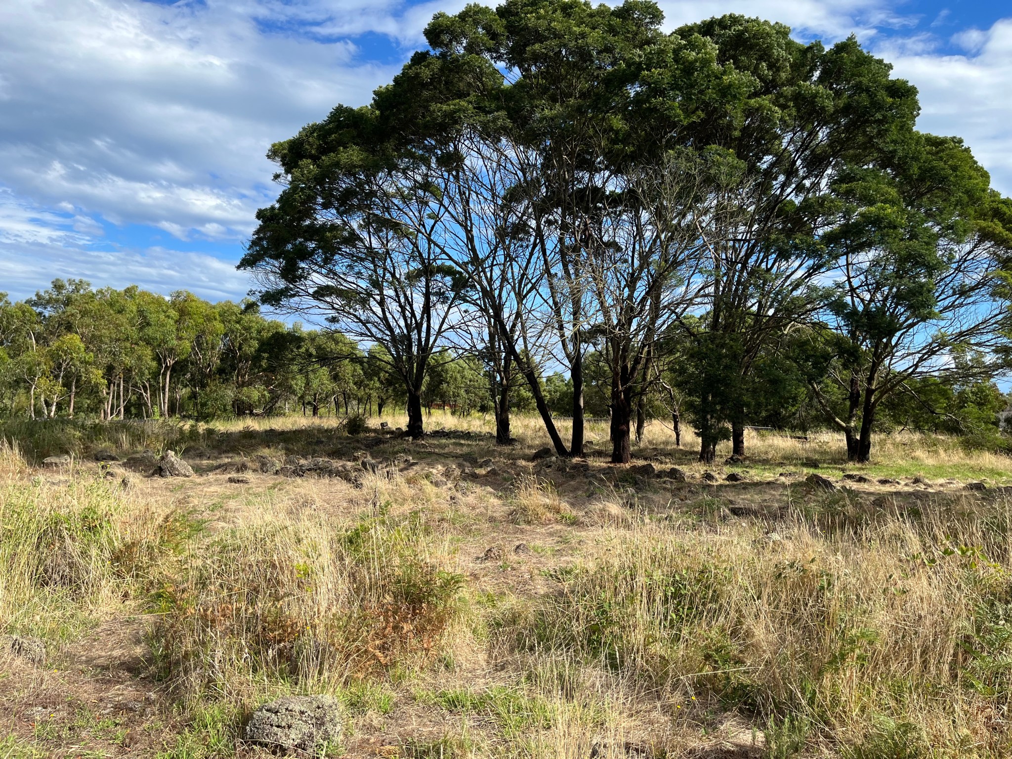 Tae Rak: Budj Bim World heritage landscape – Historical Ragbag